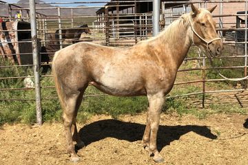 Sires And Broodmares | Killian Ranch Quarter Horses