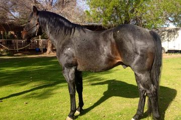 Sires And Broodmares | Killian Ranch Quarter Horses