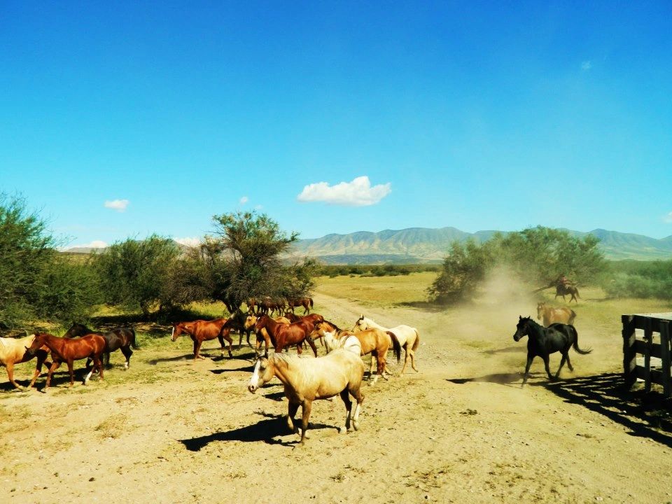 Killian Ranch Quarter Horses - Quarter Horses, Ranch Horses