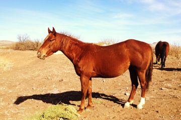 Sires And Broodmares | Killian Ranch Quarter Horses
