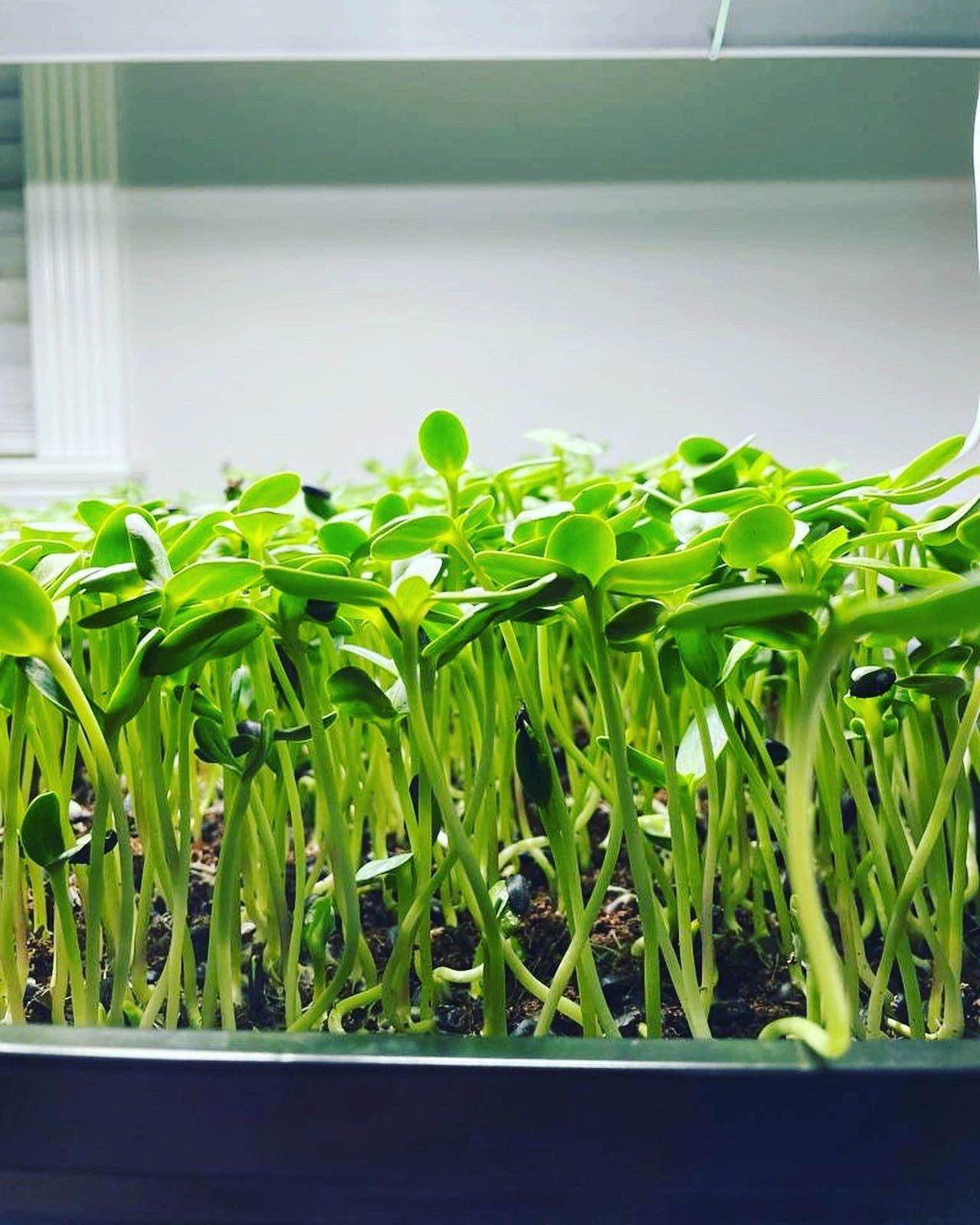 Fresh and Nutritious Microgreens Vegetables | Marinka Farms