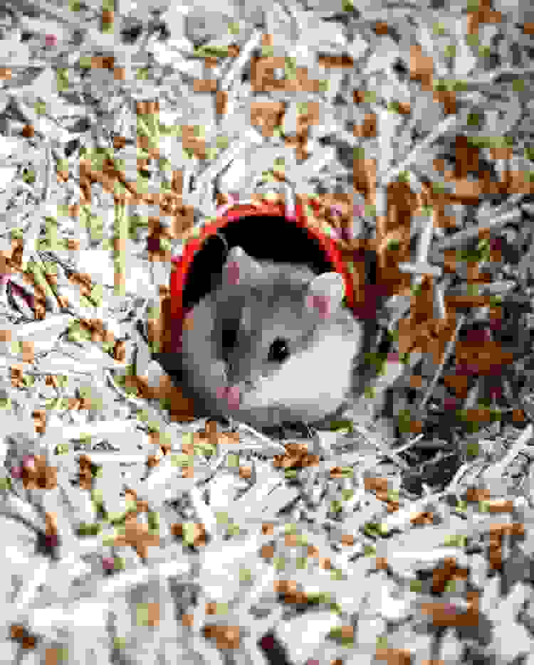 Bedding | California Hamster Association
