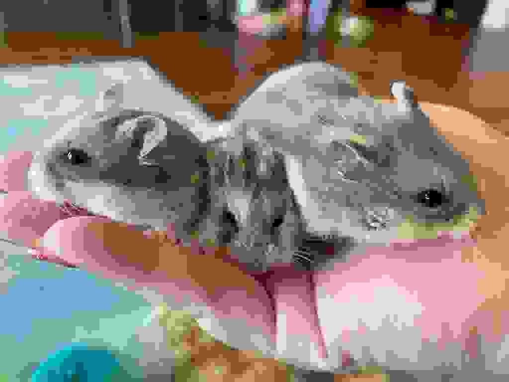 Rescue | California Hamster Association