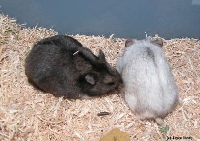 Pairing Dwarf Hamsters