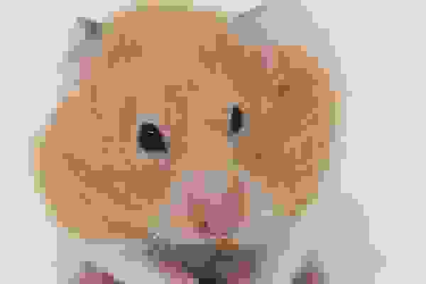 California Hamster Association - Hamster, Club, Nonprofit