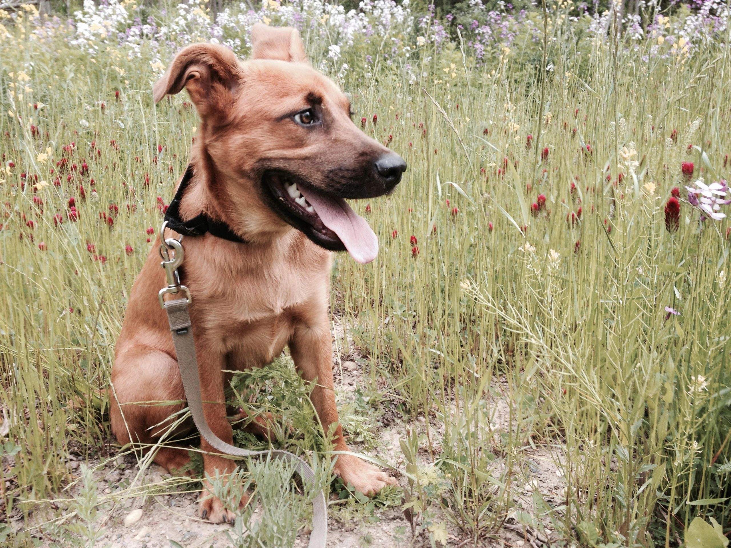 David's Dog Handling - Professional Dog Walking & Dog, House and Pet ...