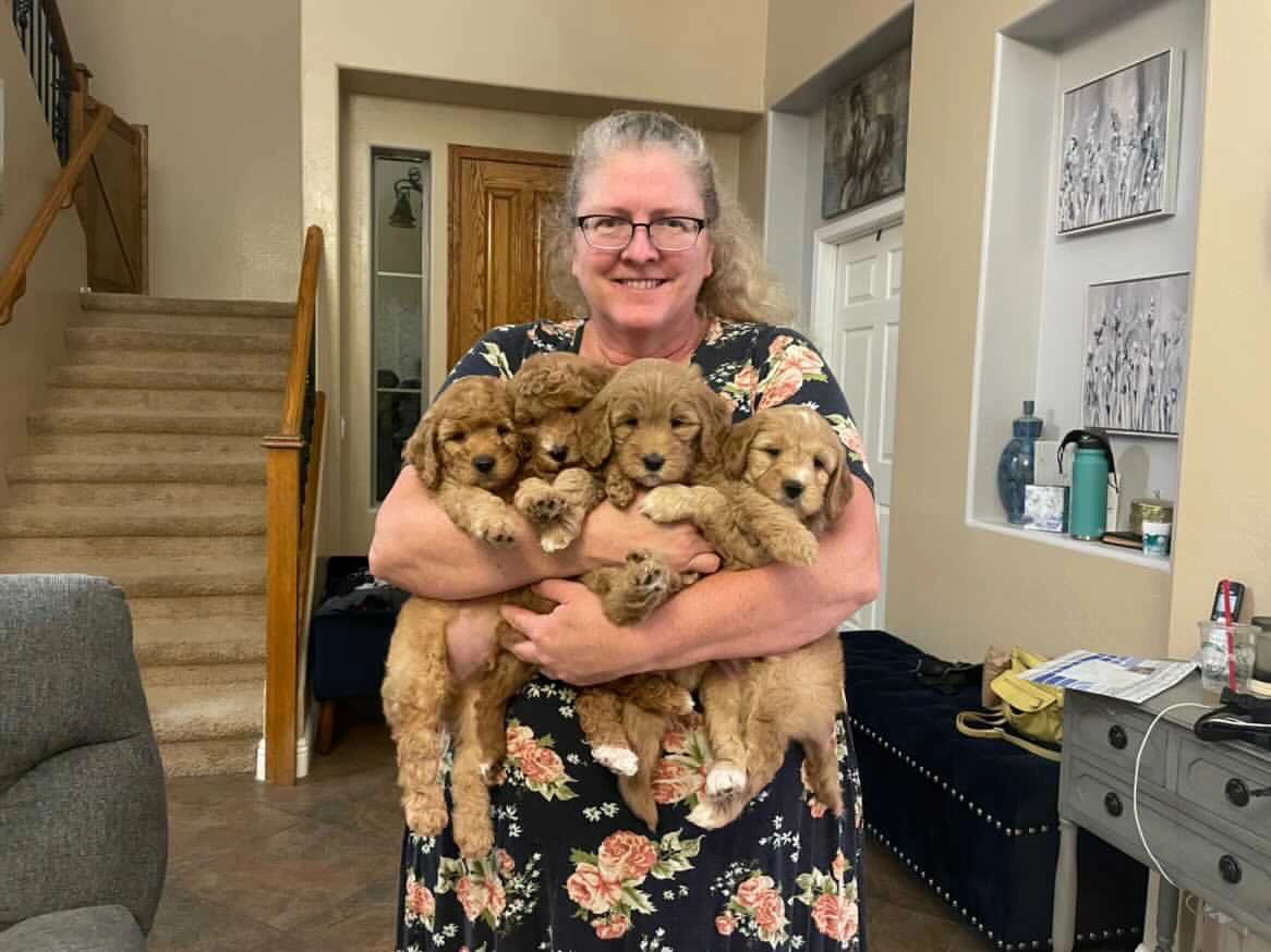 Aussiedoodle | Daisy's Delightful Doodles