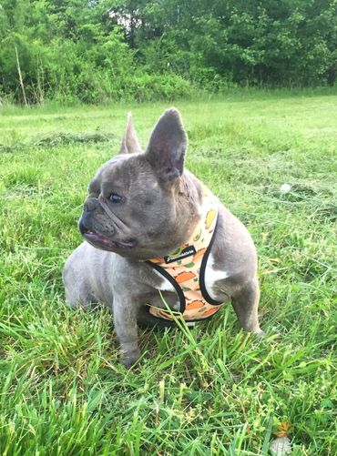 LTFrenchies - French Bulldogs, Frenchies, Puppies for Sale
