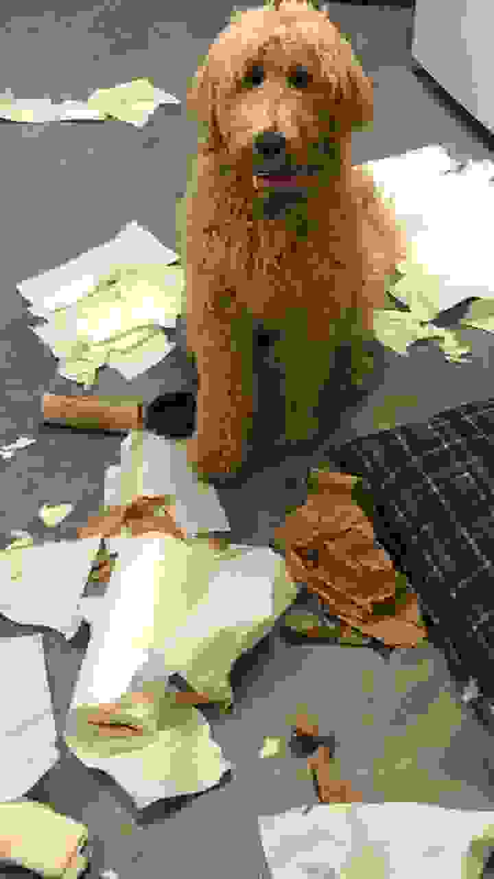 Bren’s Doodles - Goldendoodle Puppy Training, Golden Doodle Puppies ...