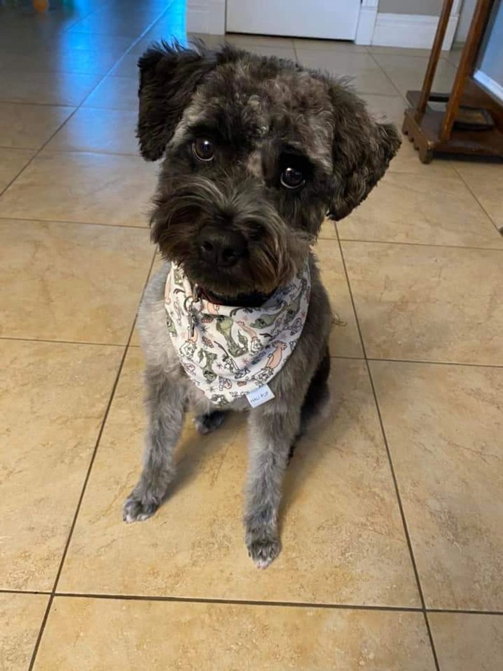 Testimonials | Furr Ever Yours