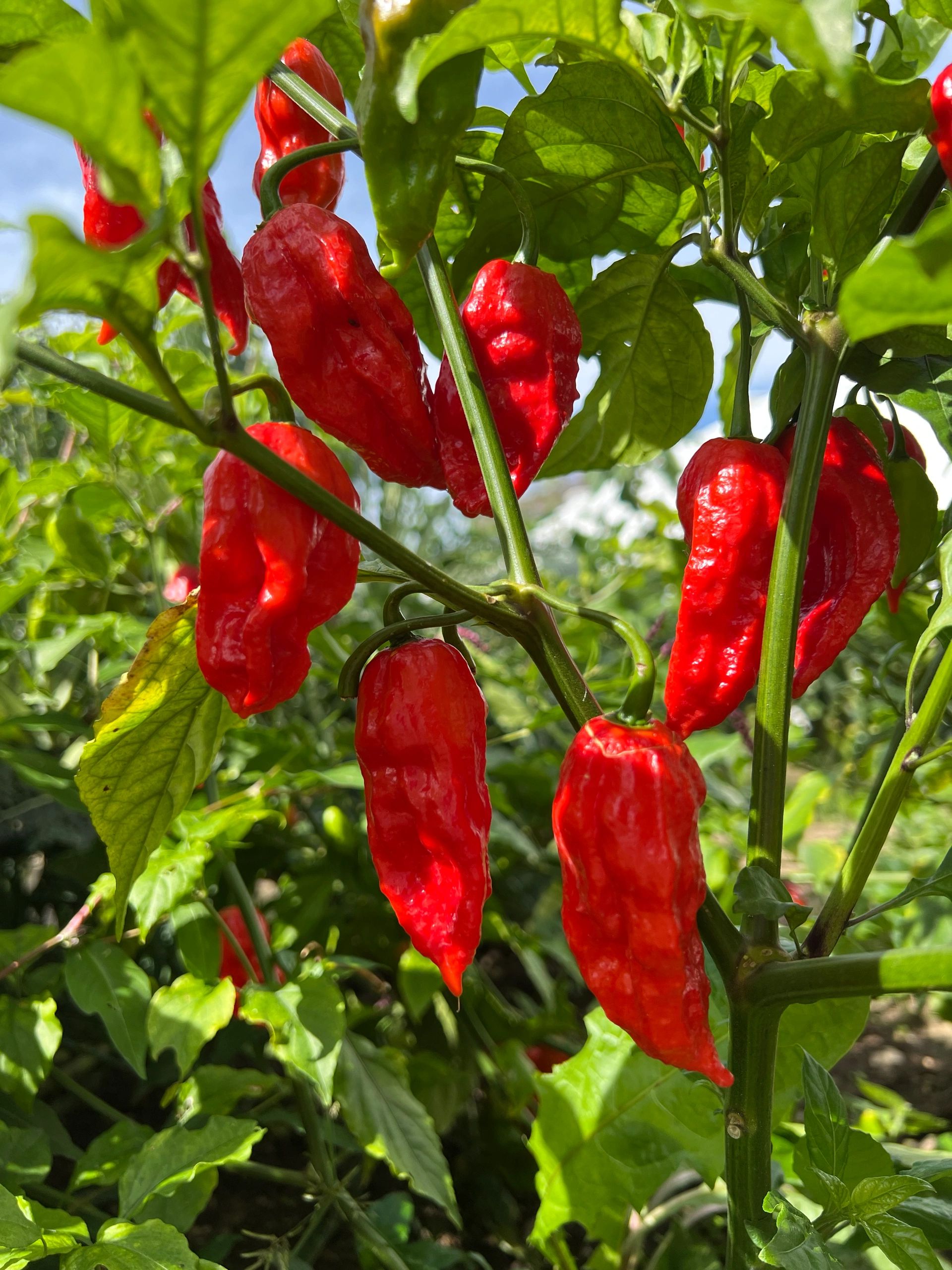 Premium Ghost Pepper Hot Sauce | Long Island Pepper Company