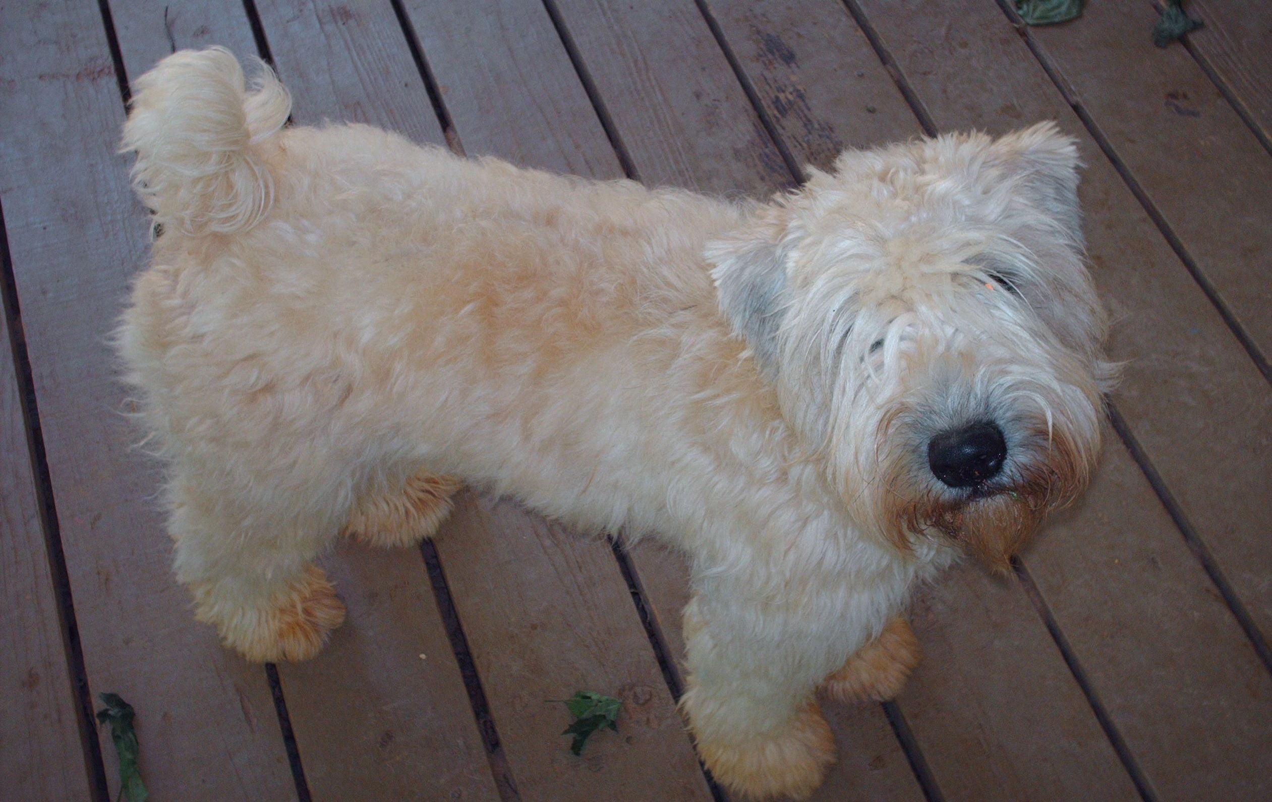 Soft Coated Wheaten Terrier Puppies - Felicia's Swheaties