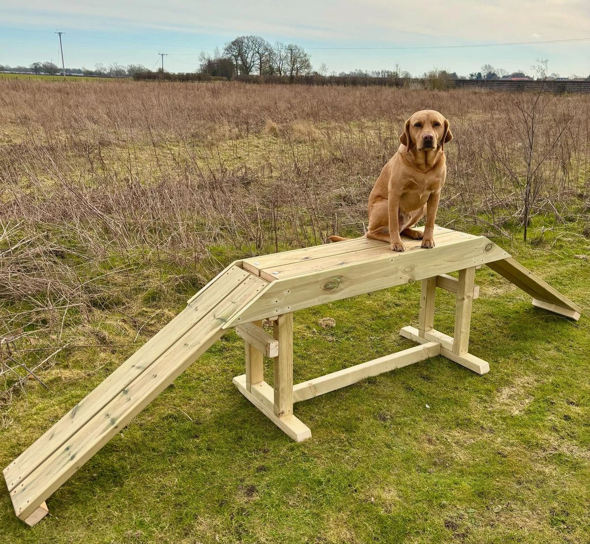 Dog Agility Ramp