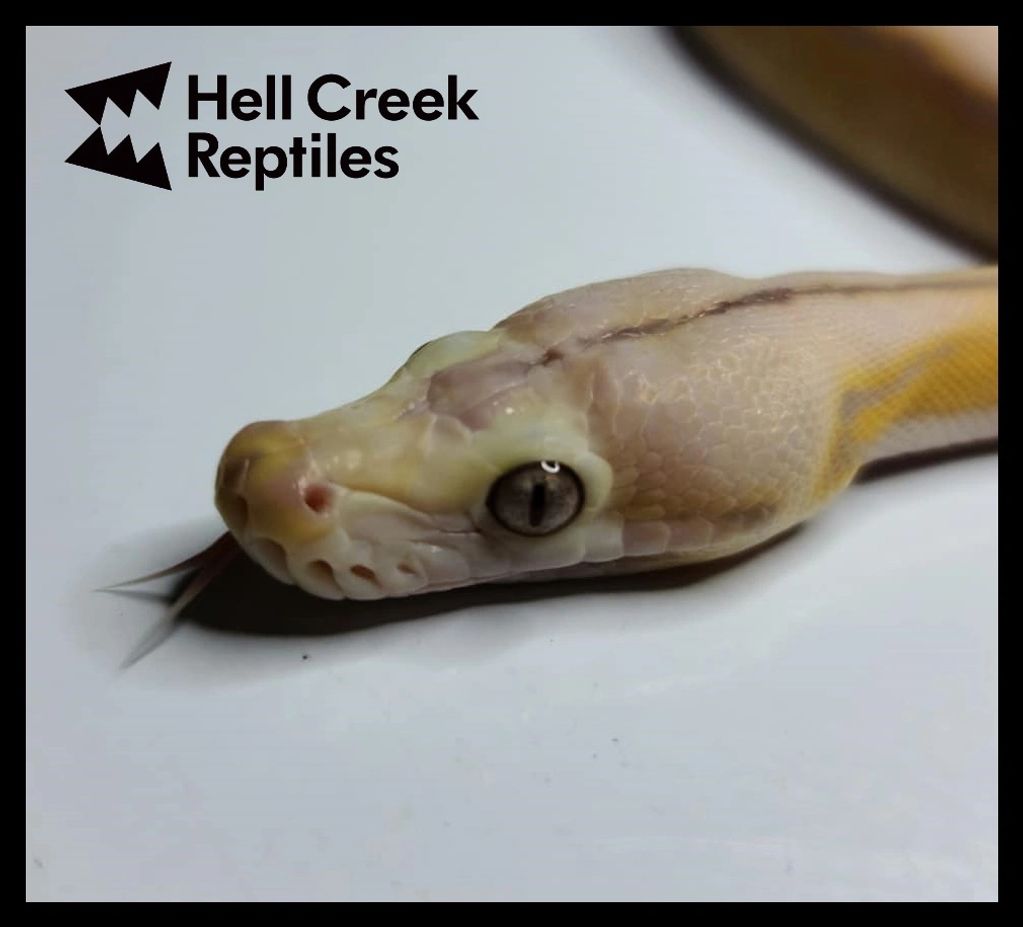 Hell Creek Reptiles - Super Dwarf Reticulated Python