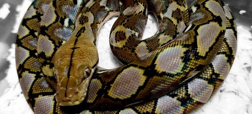 Hell Creek Reptiles - Super Dwarf Reticulated Python