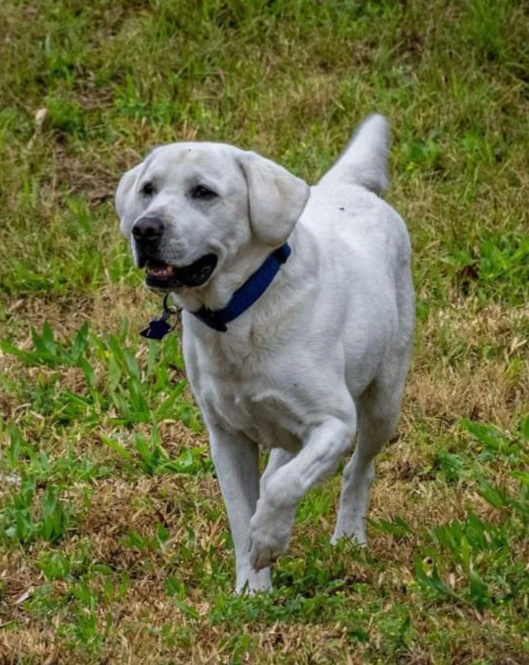 TRISAR K9 Search and Recovery - Home