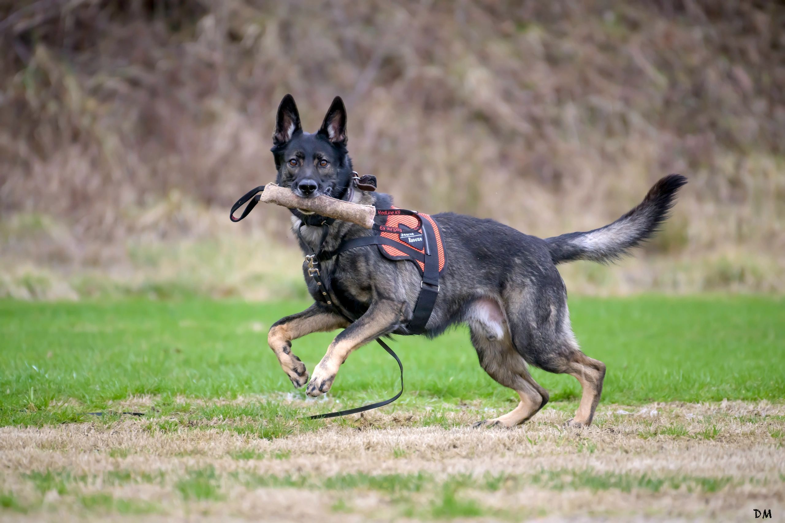 TRISAR K9 Search and Recovery - Home