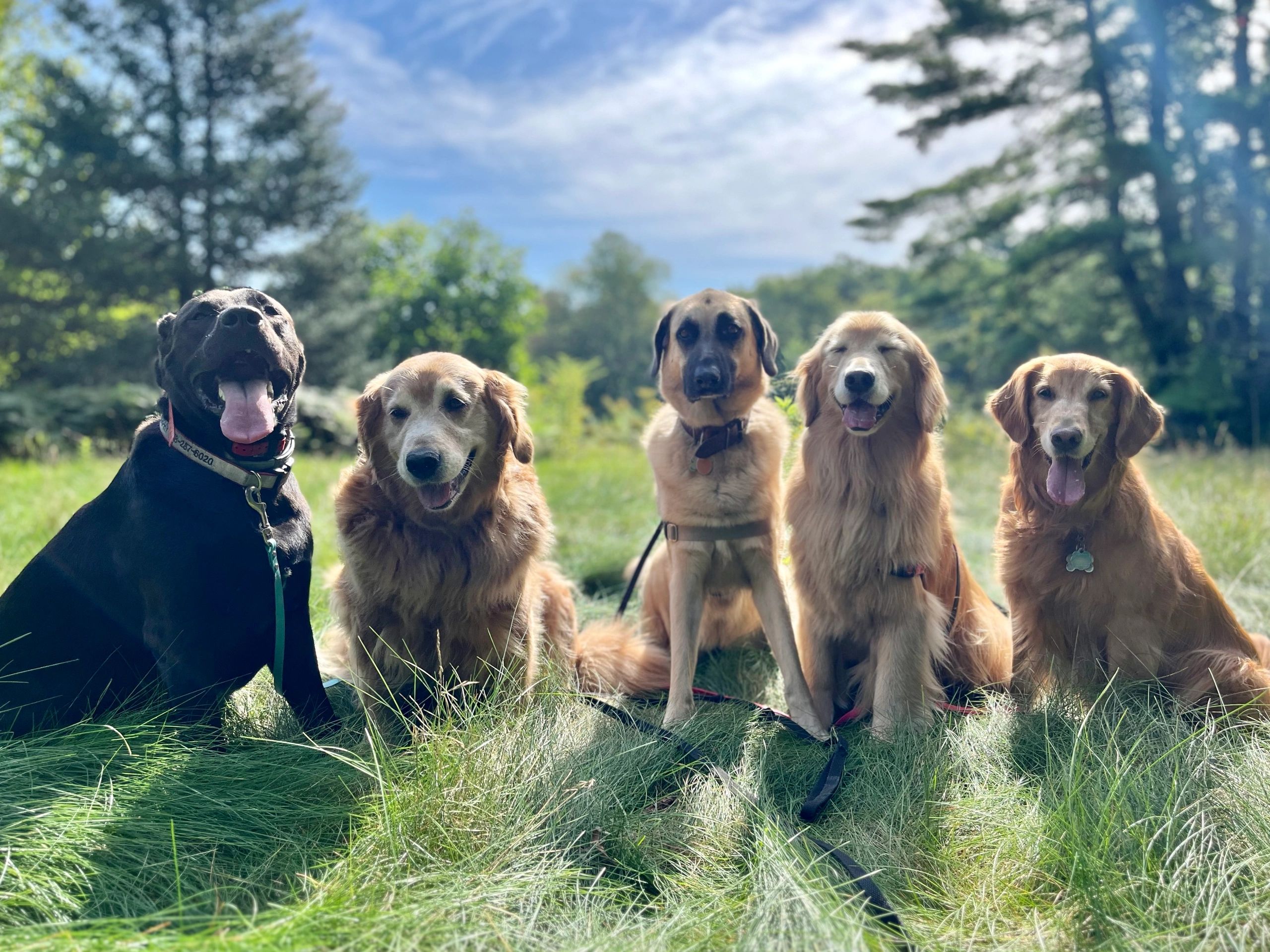 Adventure Dogs