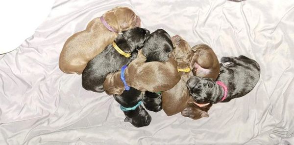 Moonlight's Labrador Retrievers