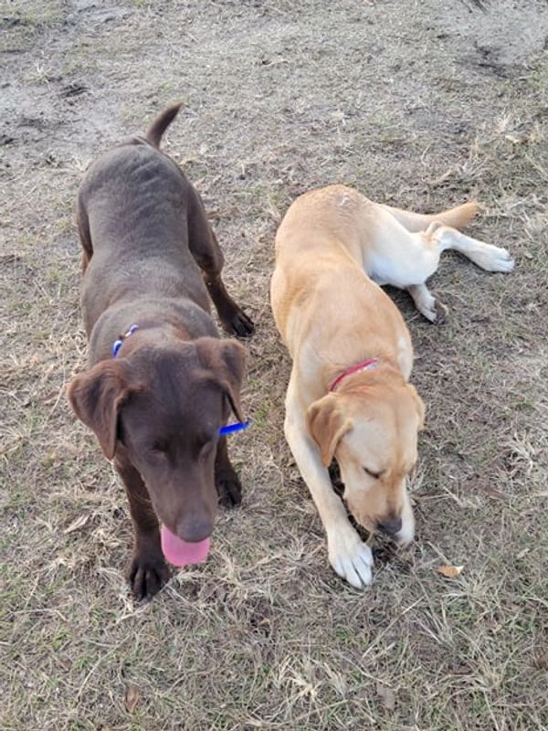 Moonlight's Labrador Retrievers