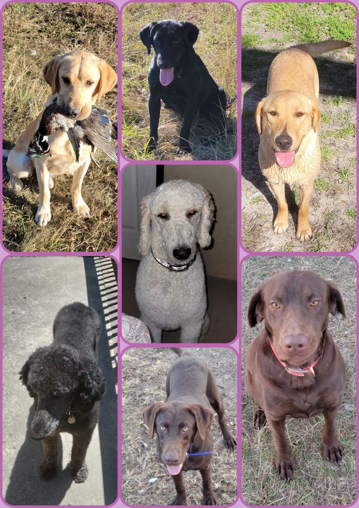 Moonlight's Labrador Retrievers