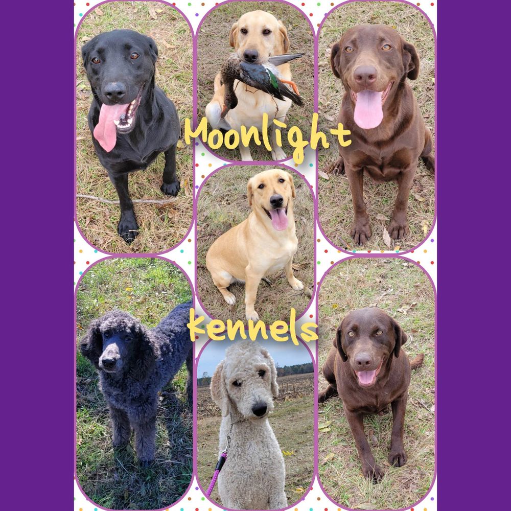Moonlight's Labrador Retrievers