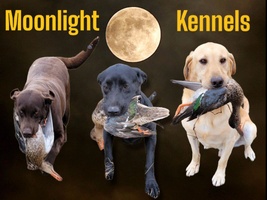 Moonlight Kennels