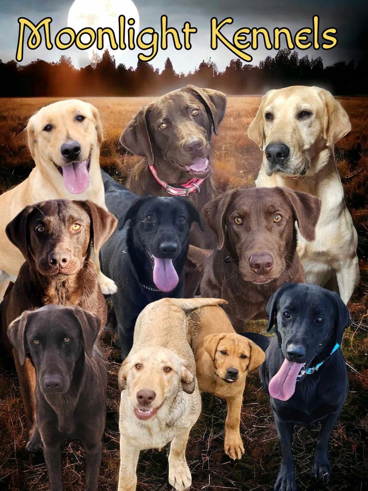 Moonlight Kennels