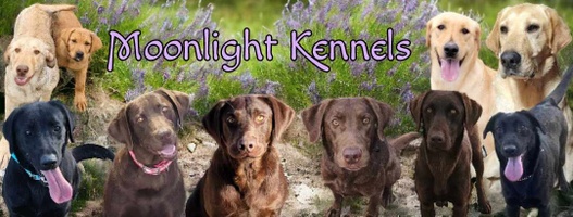 Moonlight Kennels