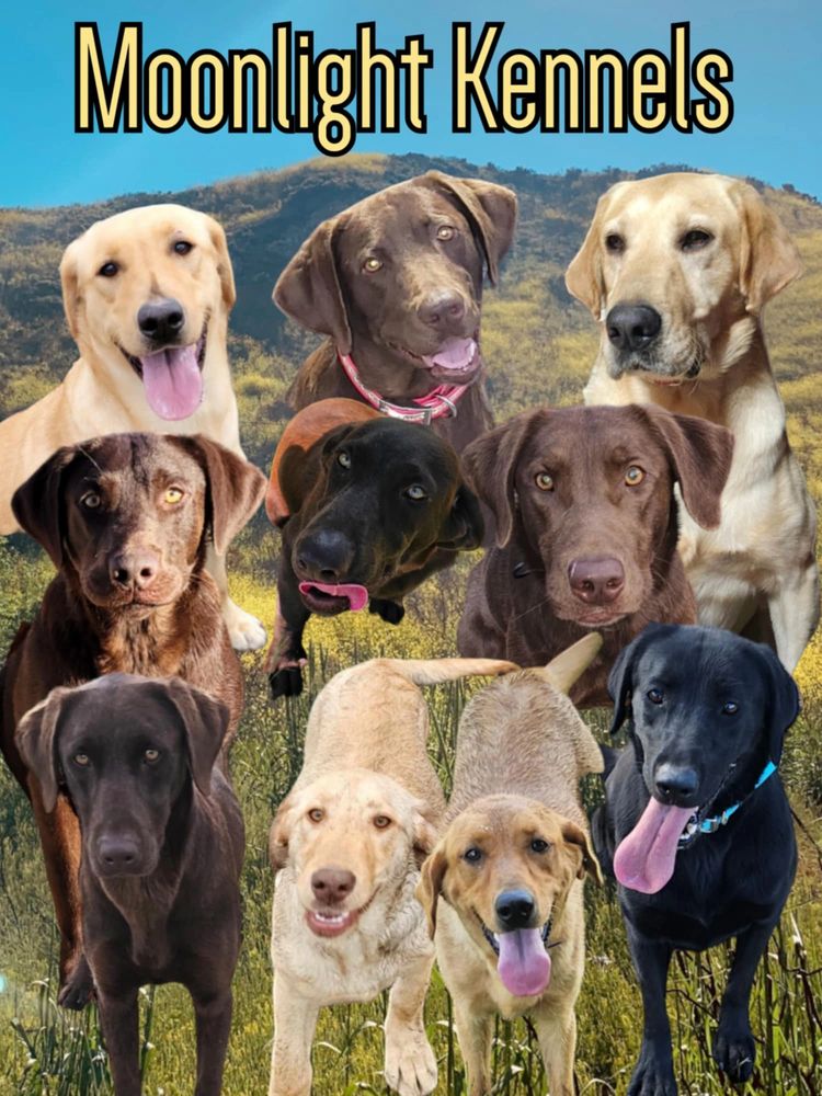 Moonlight Kennels