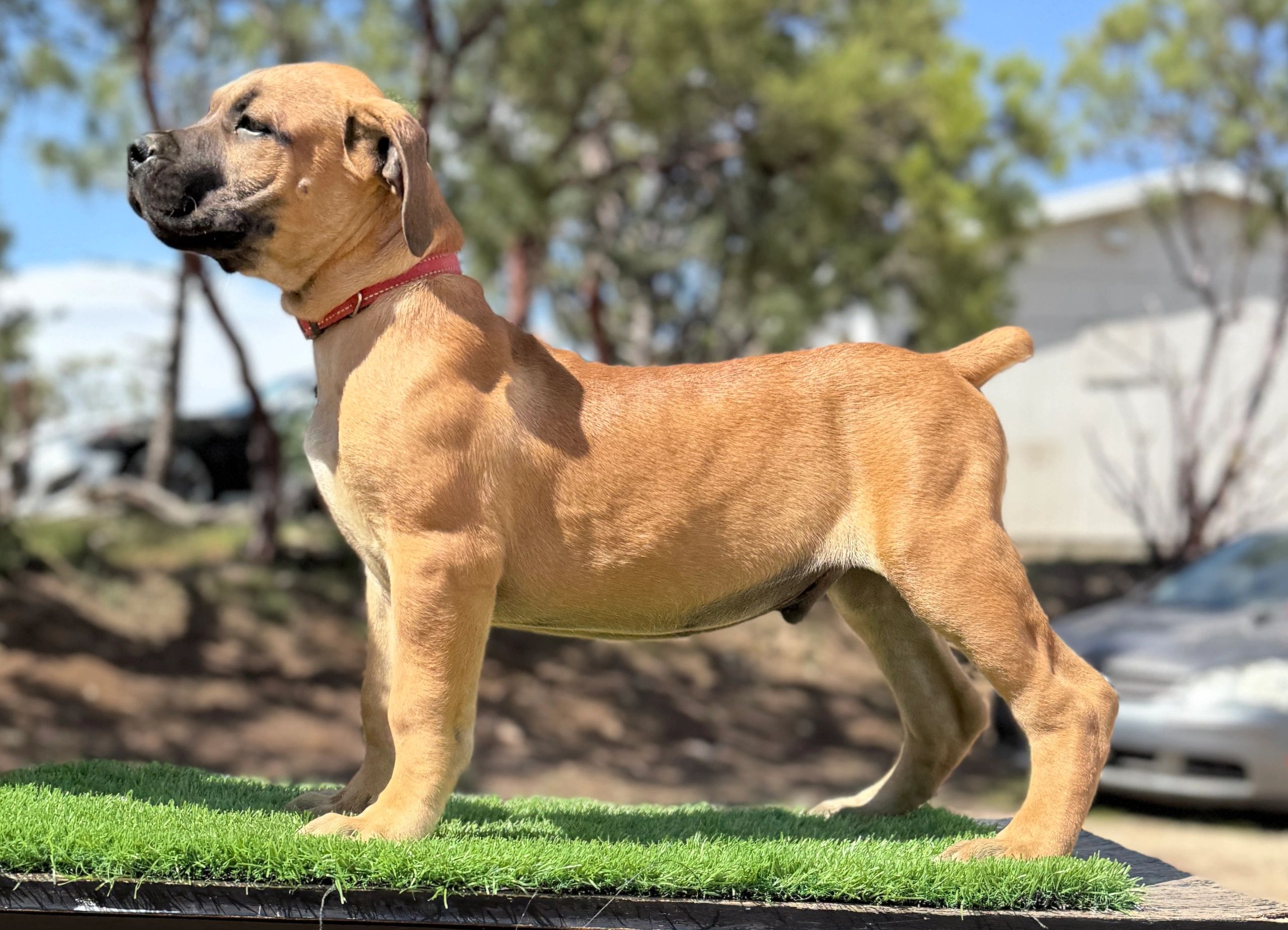 Top South African Mastiff Breeder in Gold Coast