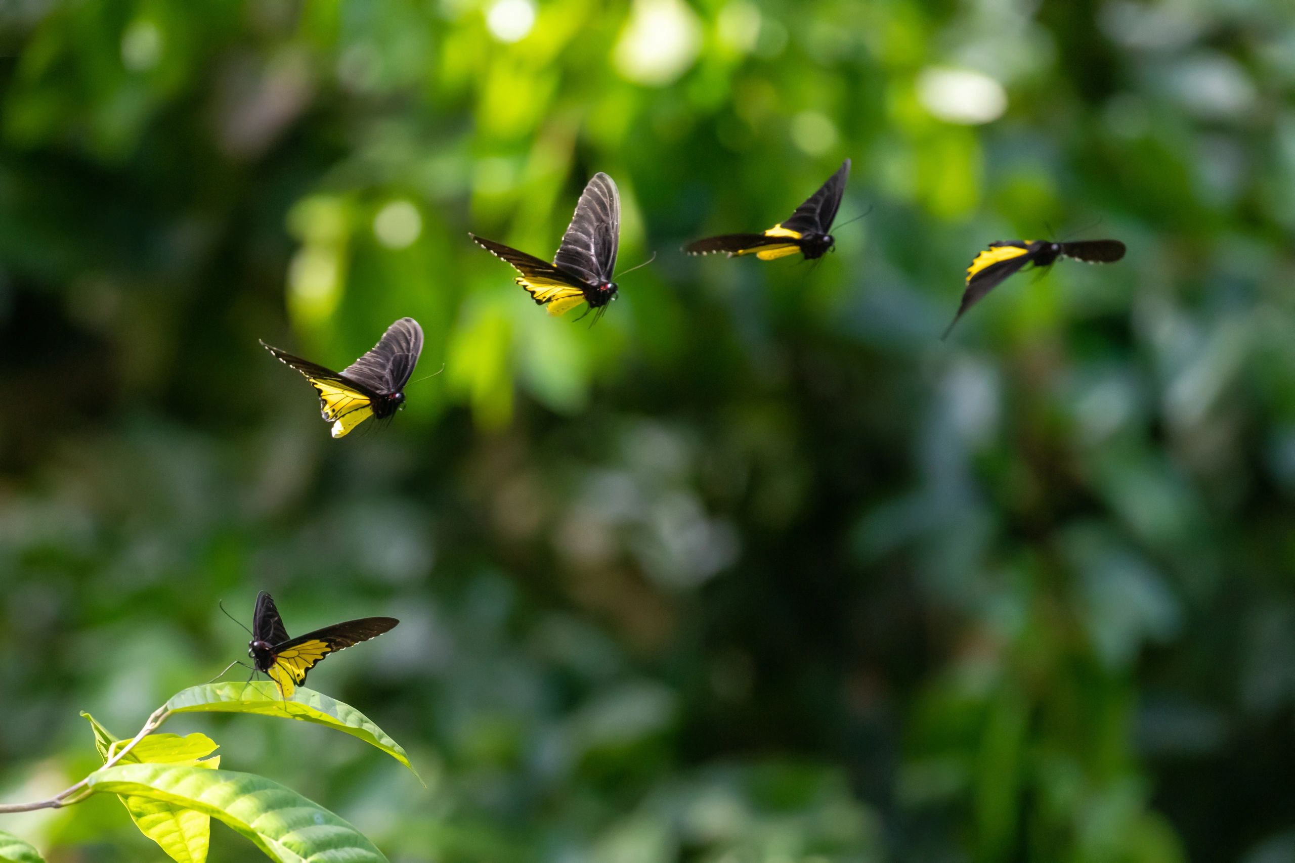 Jacqueline Teoh - Life Coach, Weight Loss, Transformation, Spirituality ...