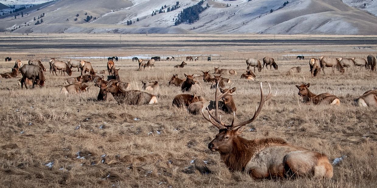 Elk | Dry Creek Ranch Outfitters