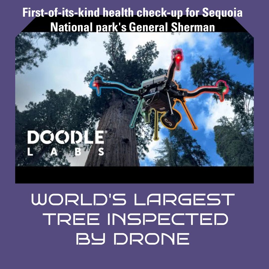 First-Ever Drone Inspection of World's Largest Tree in California