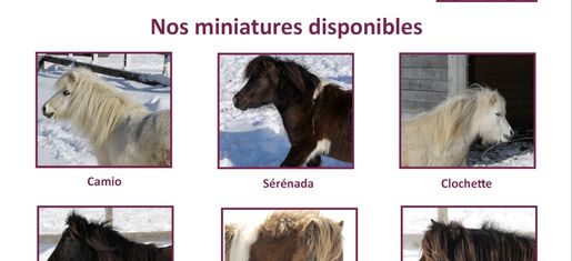 Élevage De Lessard Chevaux Canadiens et miniatures - Expérience Mini ...