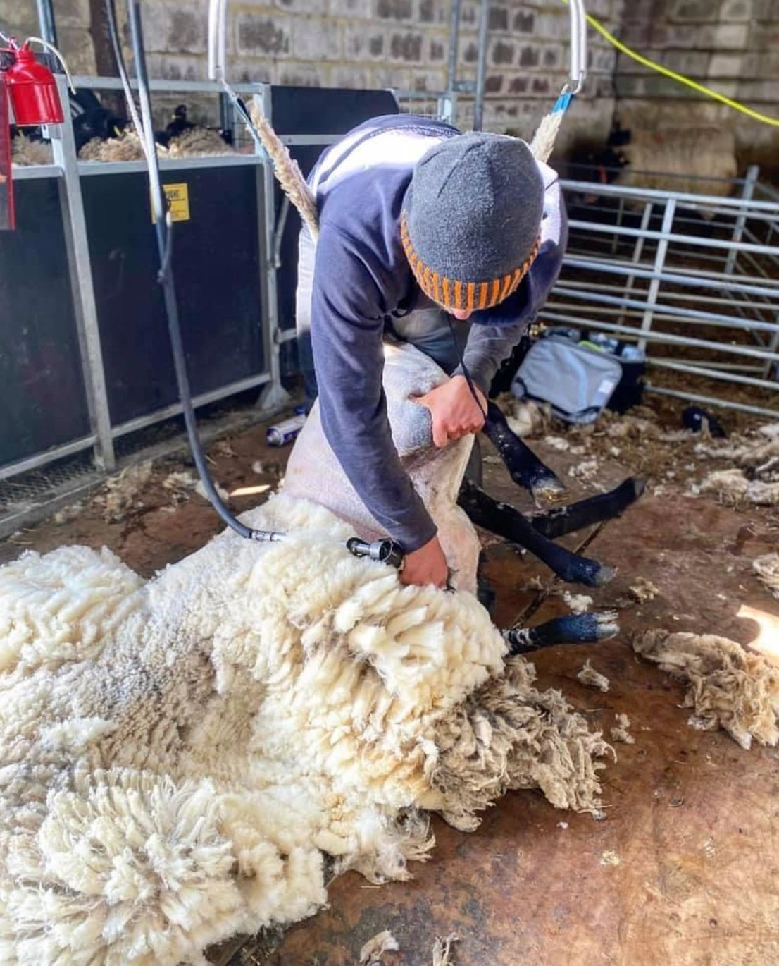 NFP Sheep Shearing - Sheep Shearing, Sheep Services, Sheep Shearer