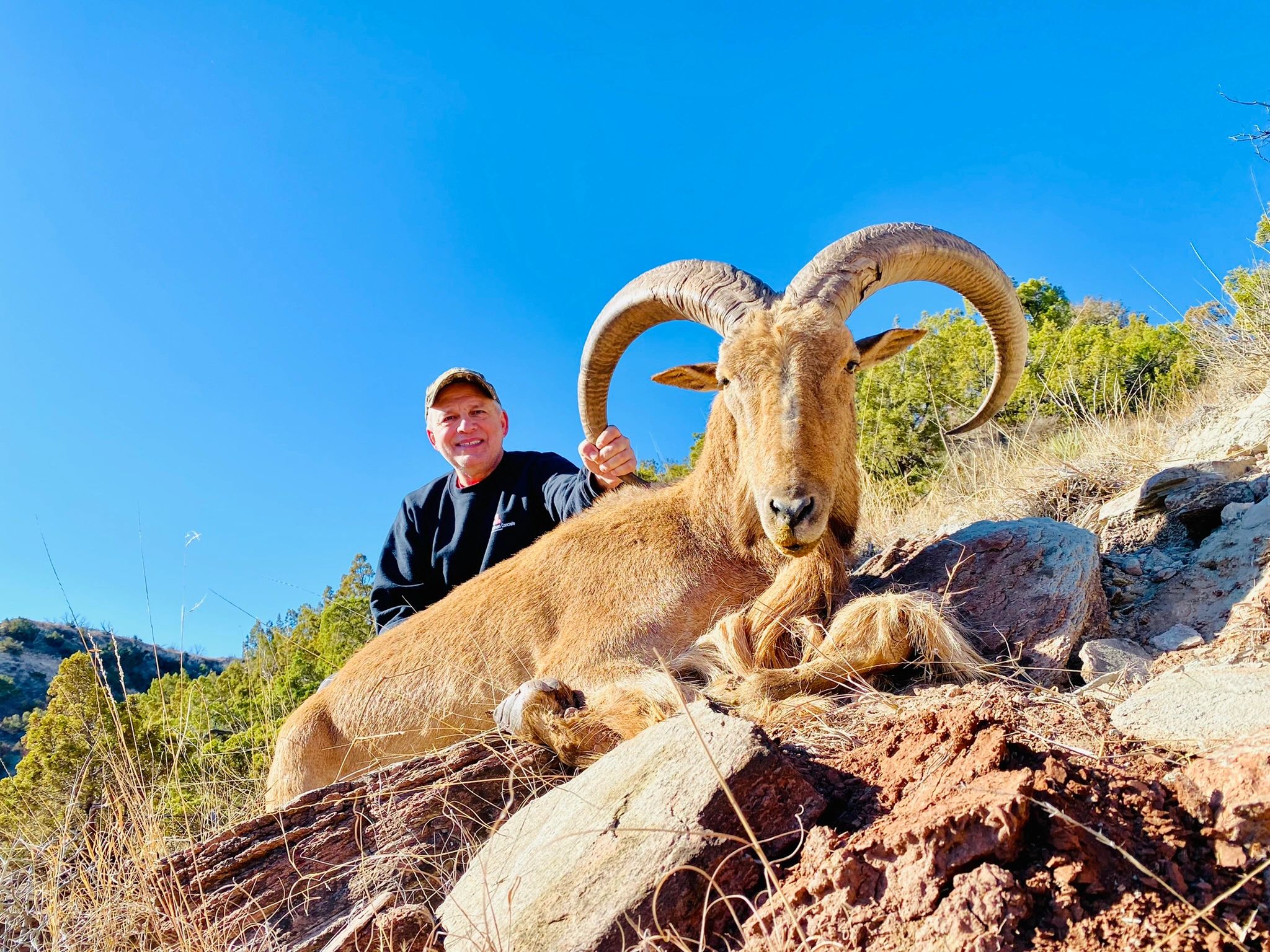U Lazy S Ranch Outfitters - Texas Free Range Aoudad hunts, Texas Free ...