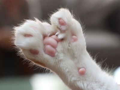 The Maine Coon Polydactyl | MCPolydactyl