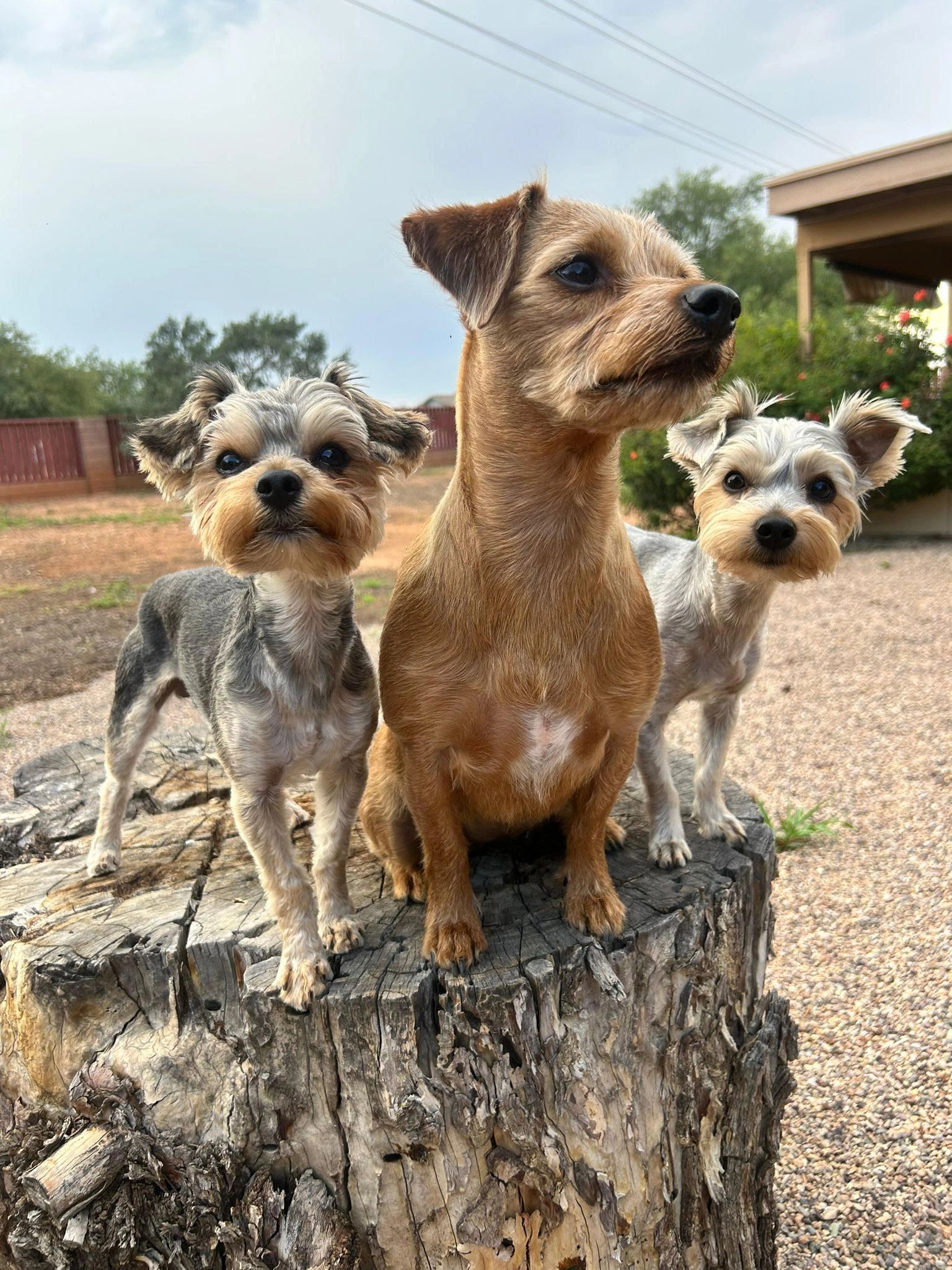 Home [akcyorkies.net]