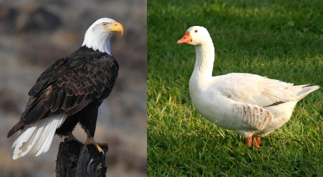 Compliance vs. Quality or Ducks vs. Eagles