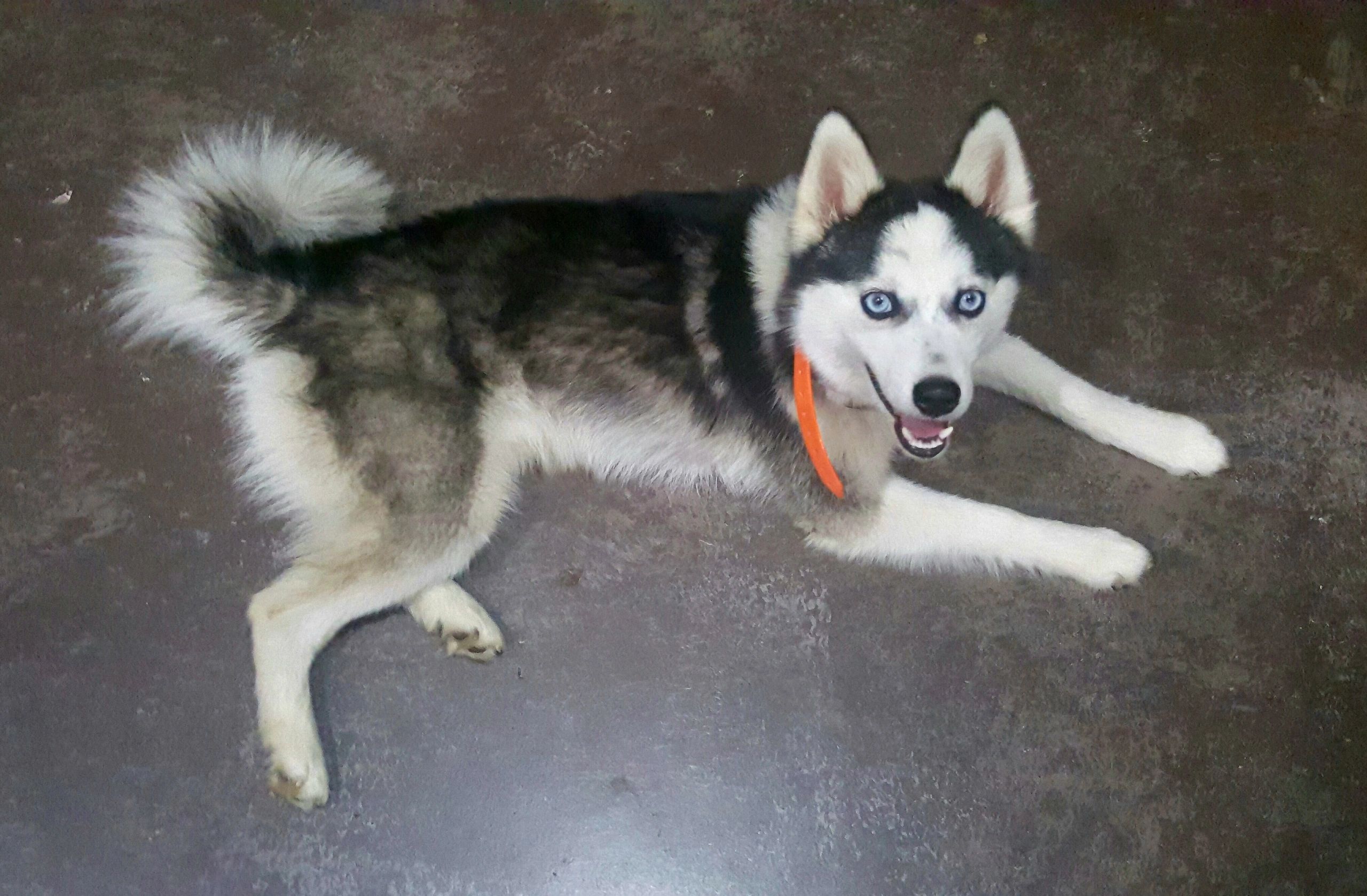 Magnum Pomskies - Pomsky Puppies, Pomsky Breeders