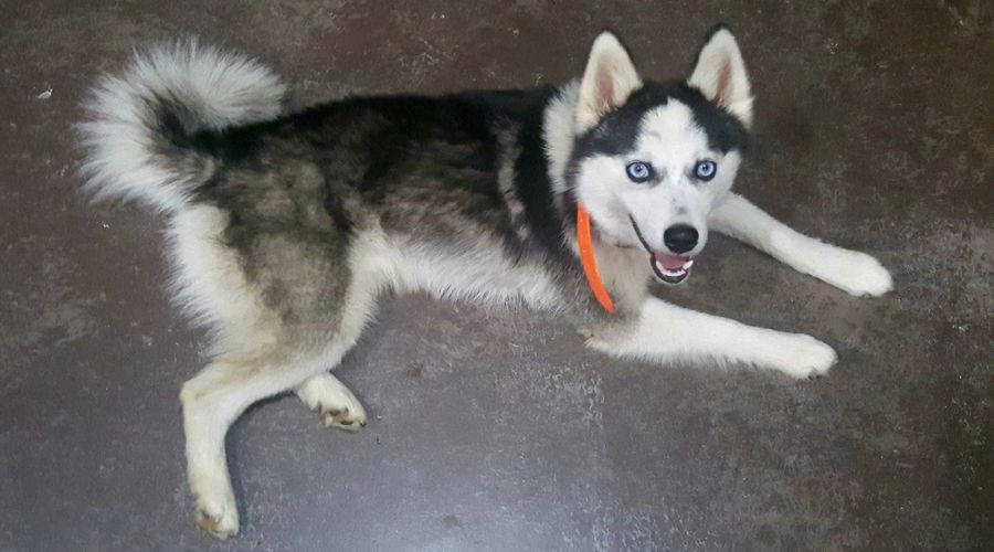 Magnum Pomskies - Pomsky Puppies, Pomsky Breeders