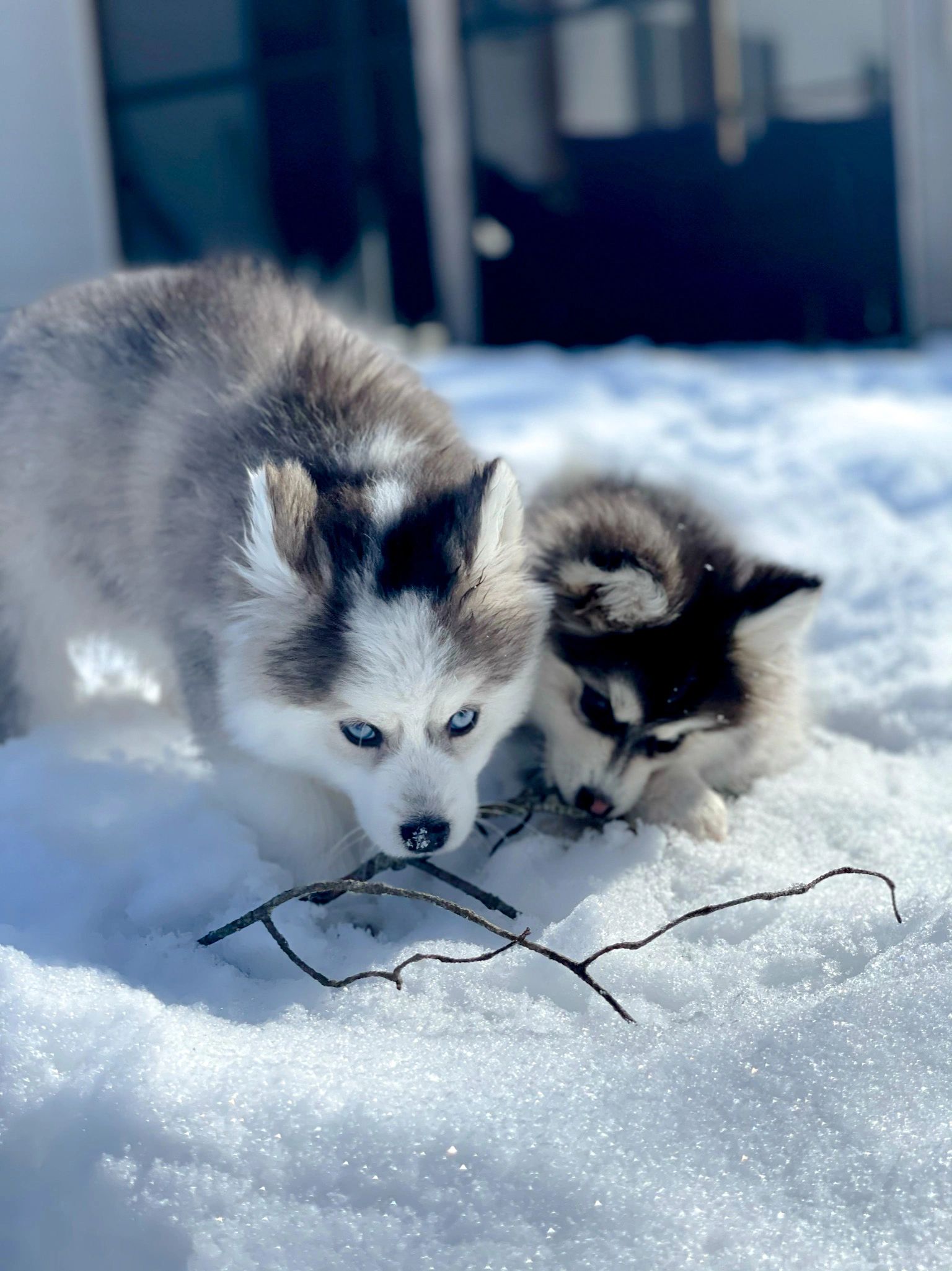 Magnum Pomskies - Pomsky Puppies, Pomsky Breeders