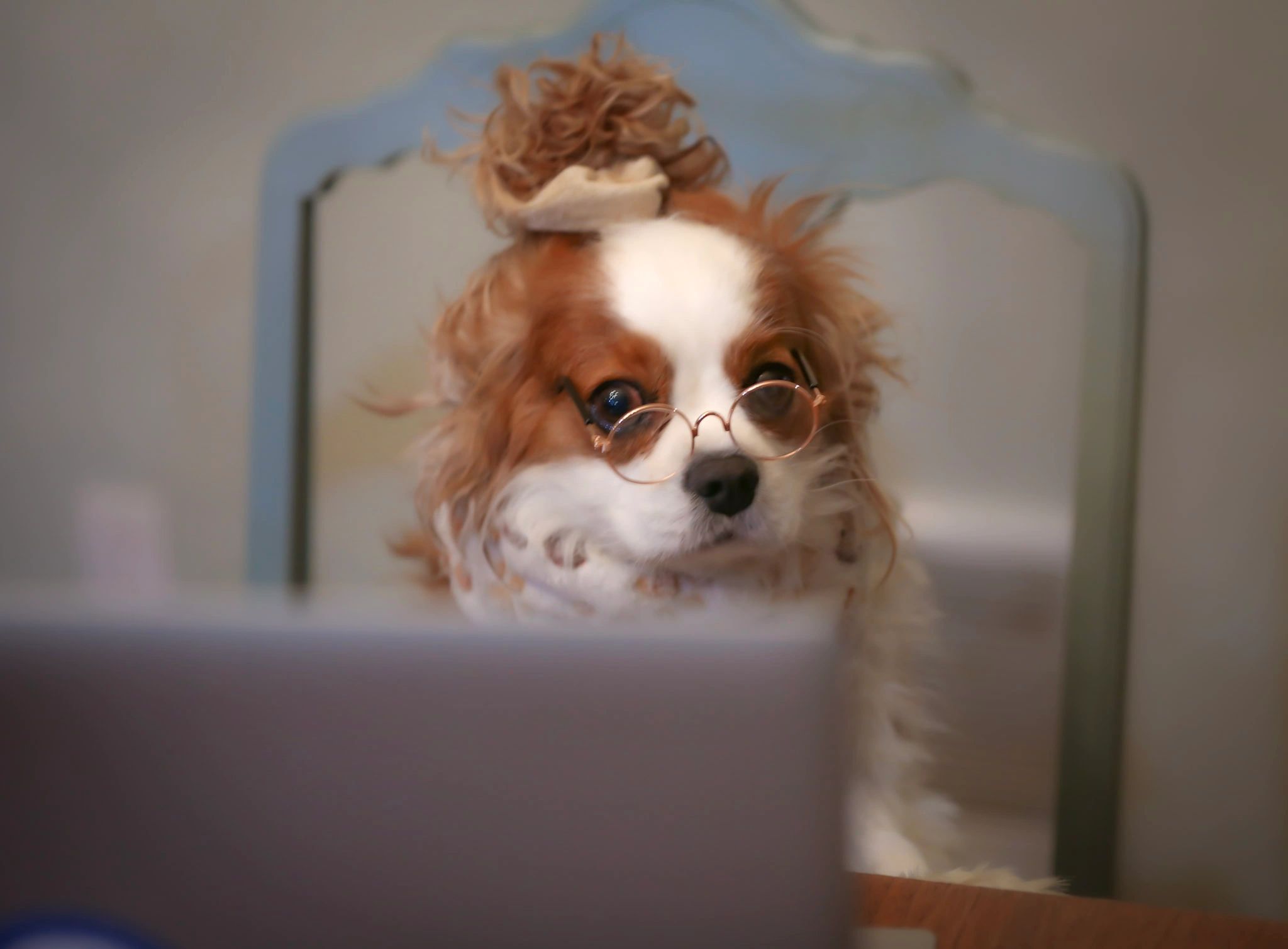 100 Puns for your Cavalier Posts