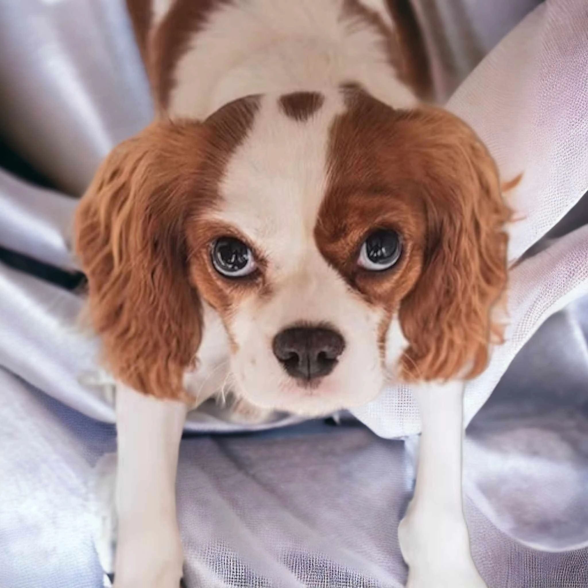 What is the Thumbprint, Lozenge or Dot on a Cavaliers Head?