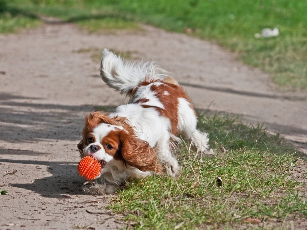 Fetch Fever: Why Cavalier King Charles Spaniels Are So Obsessed