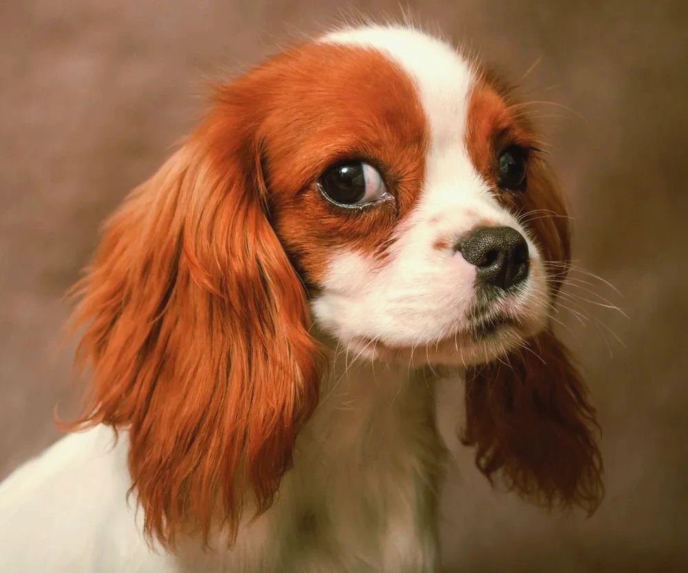Cavalier Communication: How Cavaliers Ask for Help