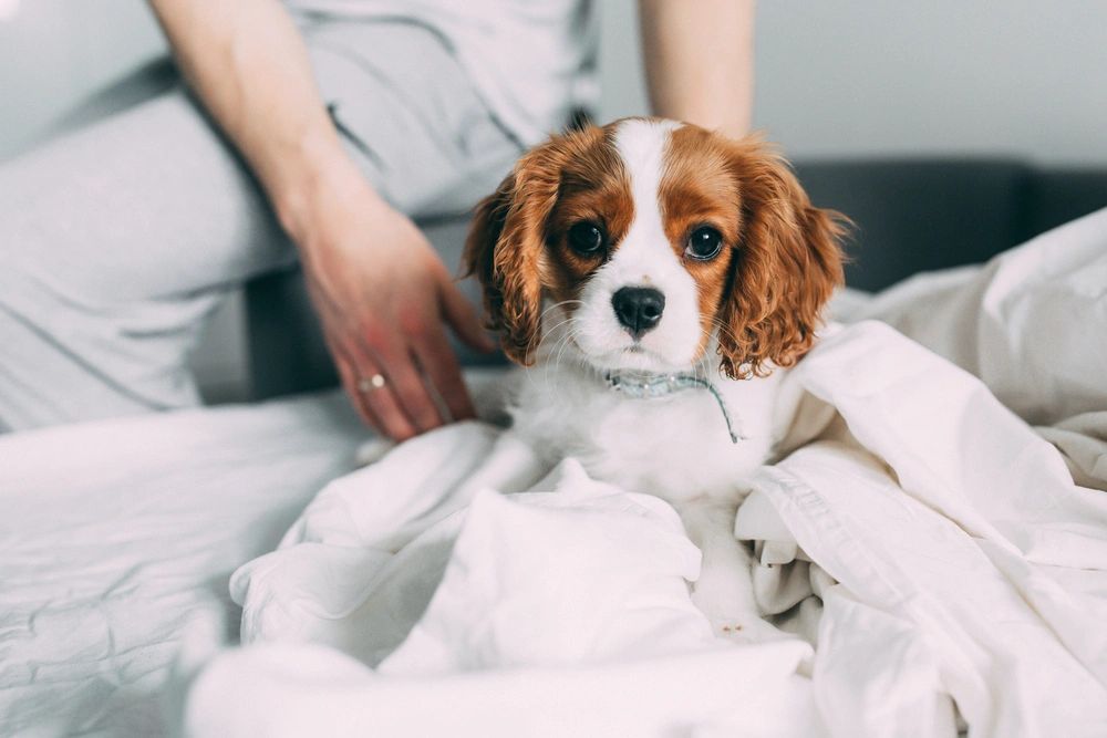 Why Do Cavaliers Turn Away When Petted?