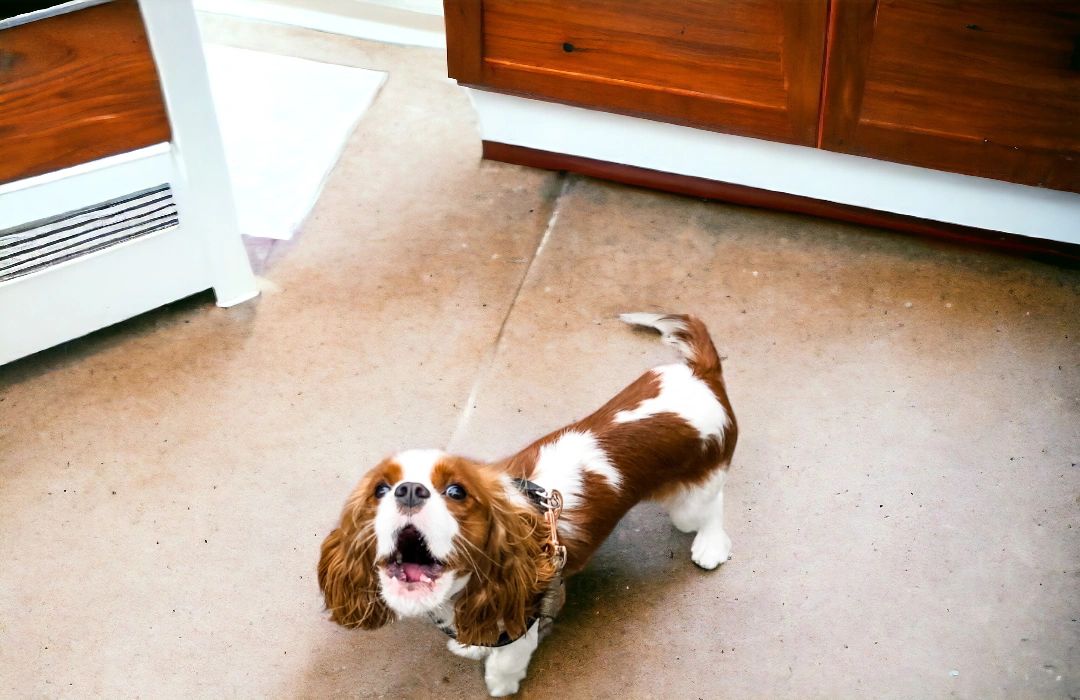 Why Won't My Cavalier Stop Barking?