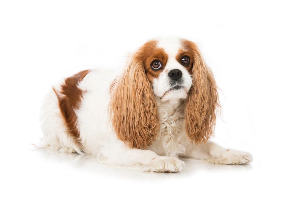 How to Introduce an Older Cavalier Into Your Home